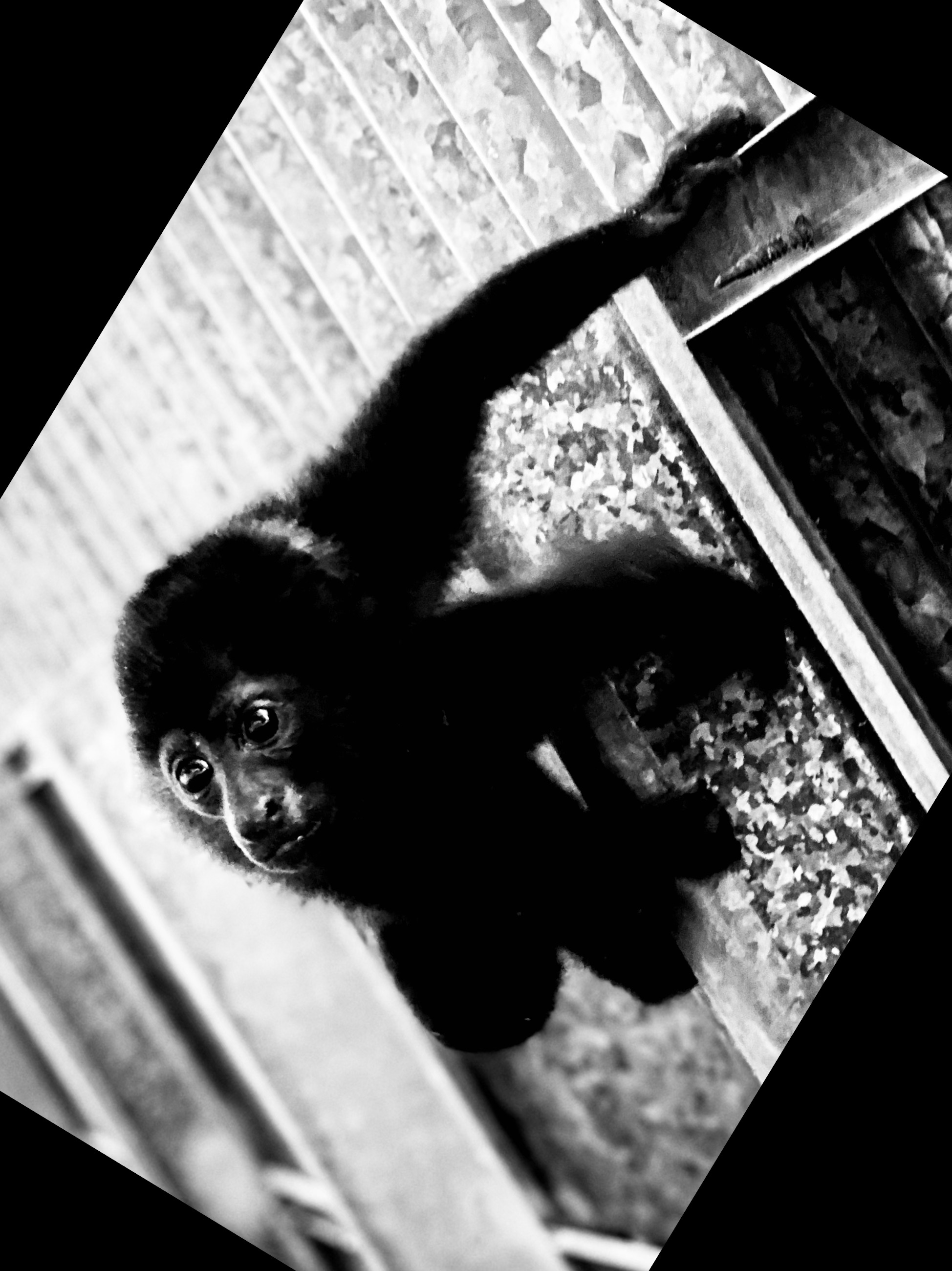 Monkey Business – Fish Eye Farm